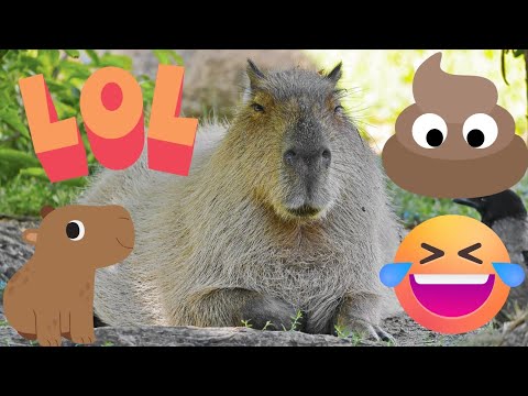 a trip to the zoo and a capybara poo! 💩 #capybara #poop #capybaramemes ...