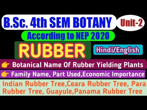 BSc 2nd Year 4th Sem Botany Unit 3//Rubber Yielding Plants/Rubber ...