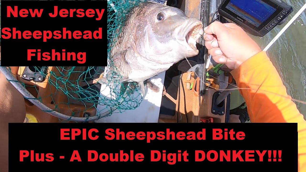 New Jersey Sheepshead - EPIC Sheepshead Bite + A Double Digit DONKEY ...