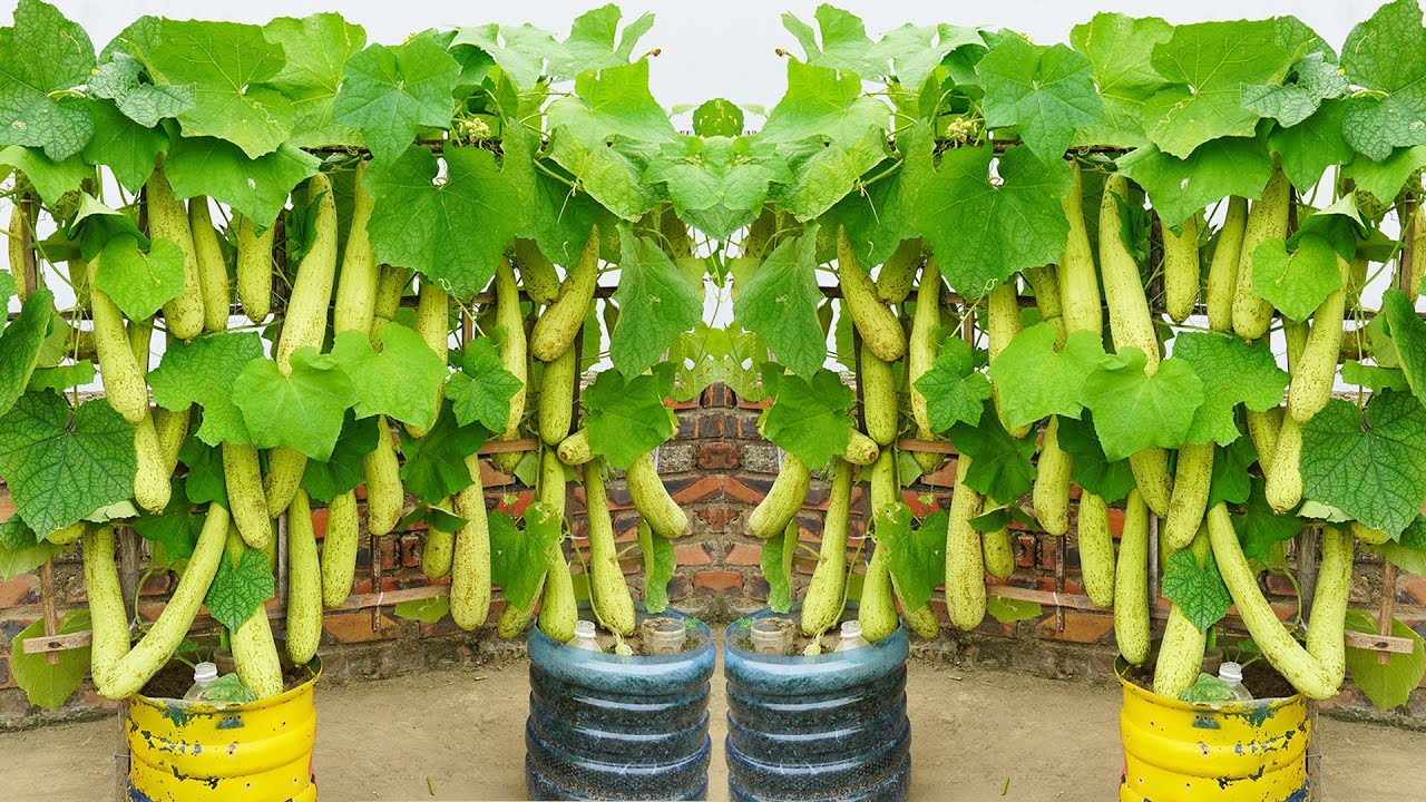 Secret To Growing Luffa In Plastic Bottles For Quick Harvest And High ...