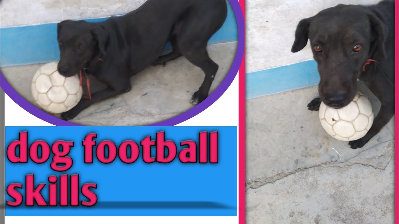 dog football goal, dog football player, dog football training, dog ...