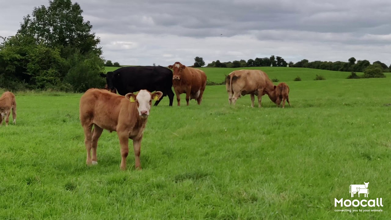 Why you should have a Moocall Calving Sensor - YouTube