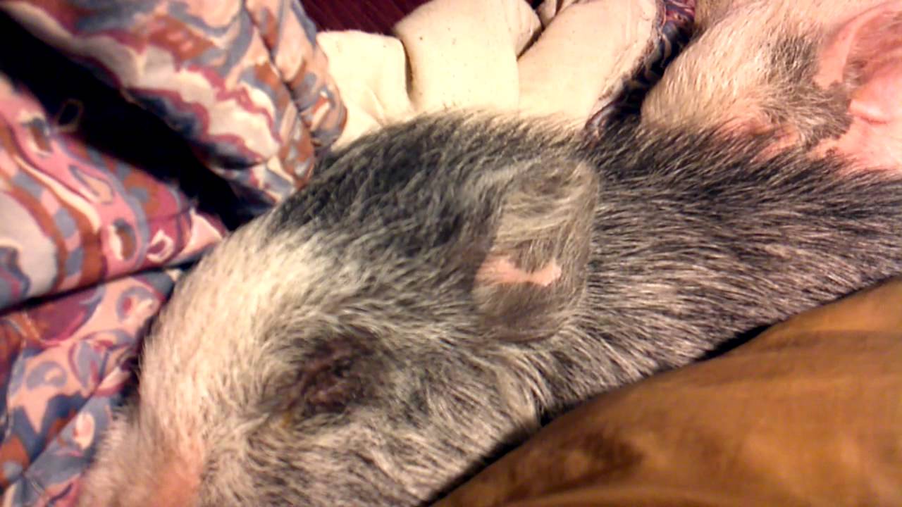 Mini pig mohawk - YouTube