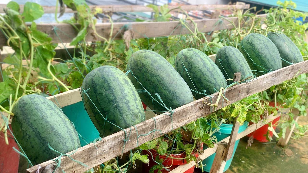 Growing Watermelon on the terrace is big, super sweet, and very simple ...