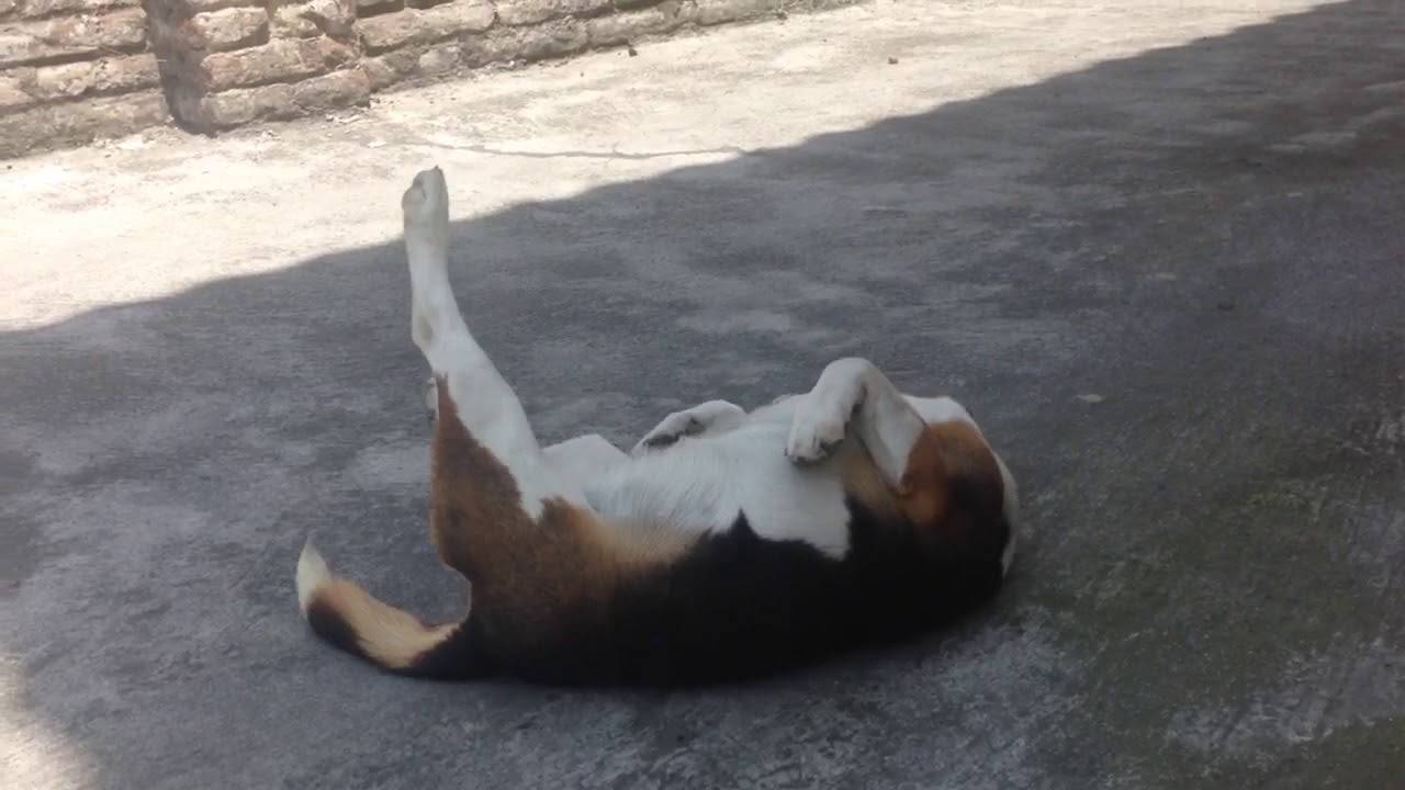 Perro Beagle convulsiona y muere - YouTube