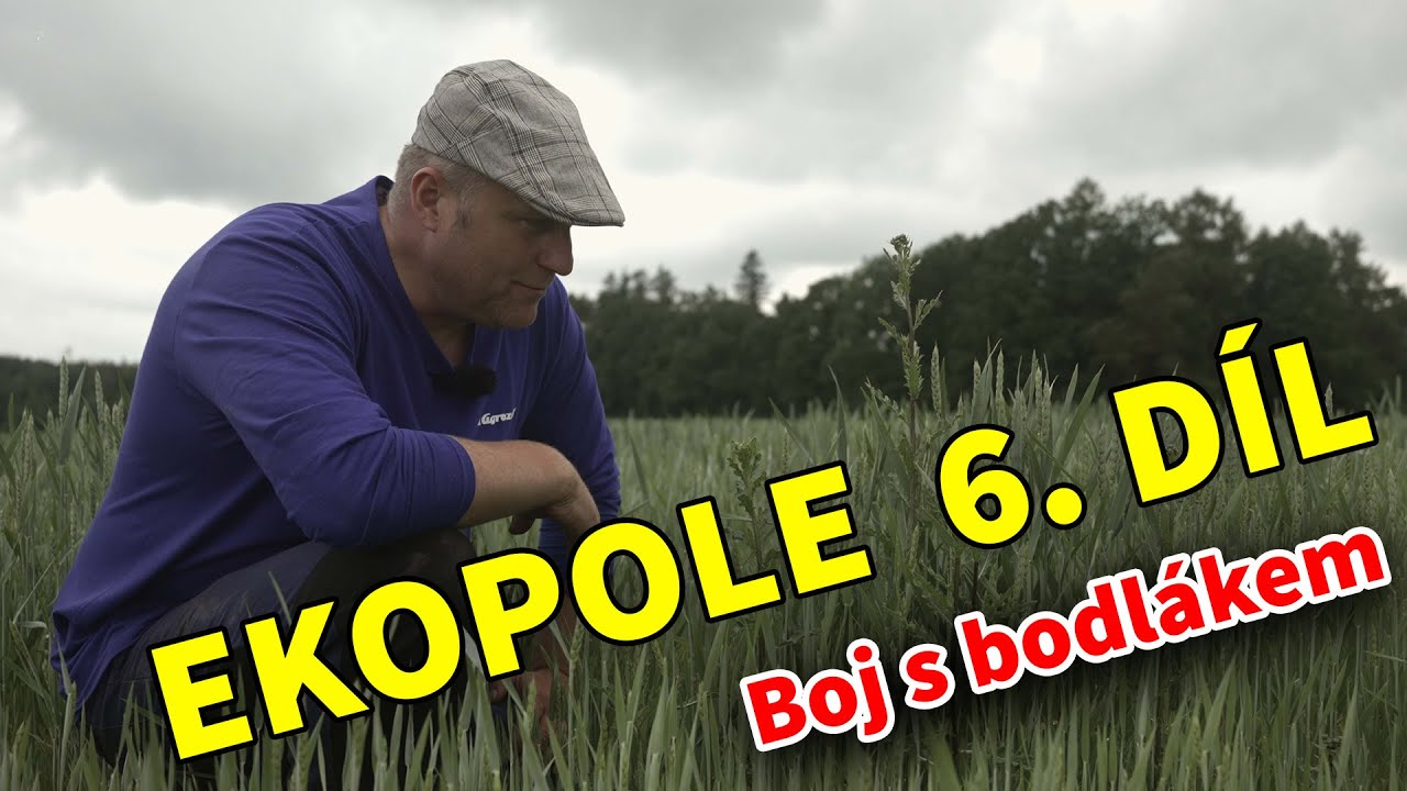 Ekopole - Jak na bodláky 6. díl - 4K - YouTube