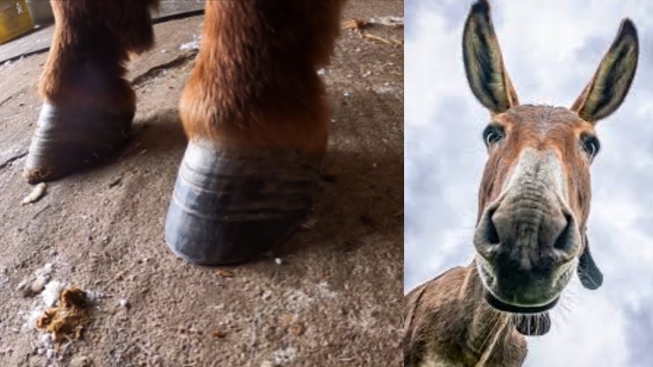Did you know this?? (Trimming a mules hooves) - YouTube