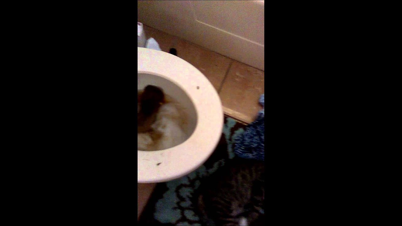 Lol cat poop - YouTube