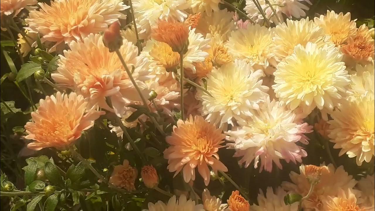 хризантема разноцветная корейская махровая - YouTube