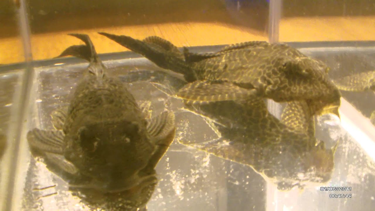 2x 12" Gibbiceps Common Pleco Plec Ancistrus - YouTube
