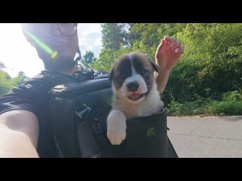 Tam yola çıkacaktım… sonra çantama tırmandı ❤️
