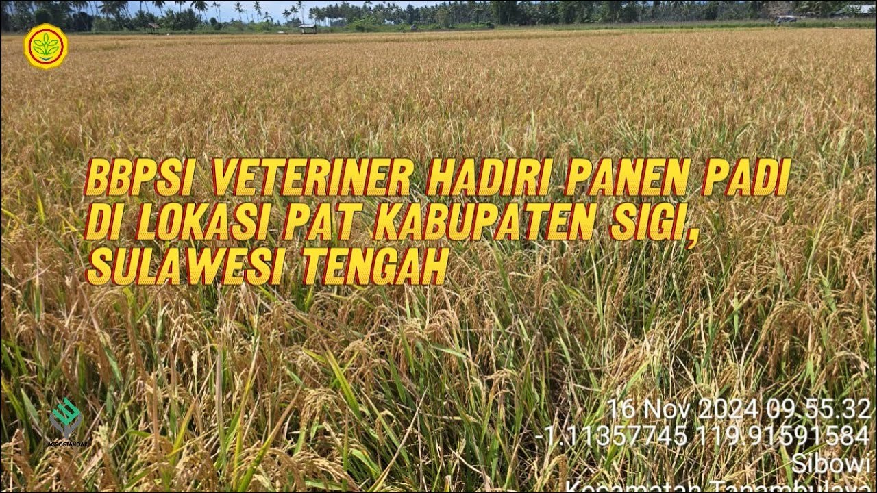 BBPSI Veteriner Hadiri Panen Padi di Lokasi PAT Kabupaten Sigi ...