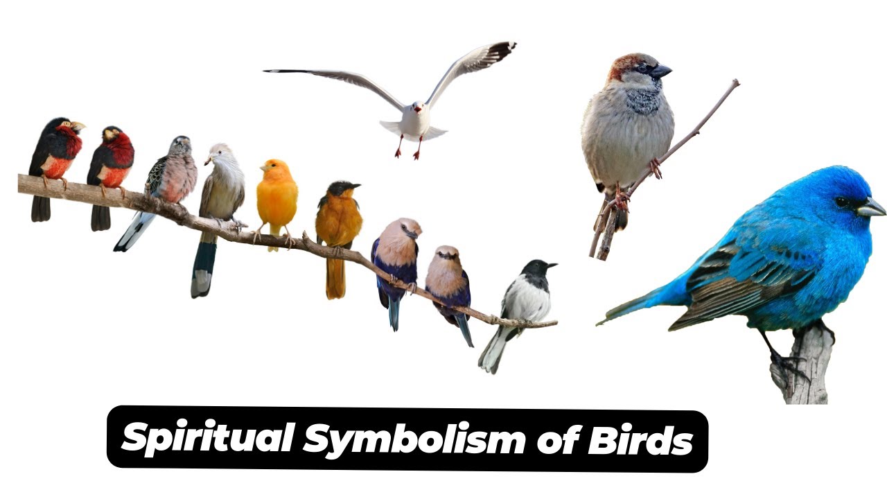 The Spiritual Symbolism of Birds: A Cross Cultural Exploration - YouTube