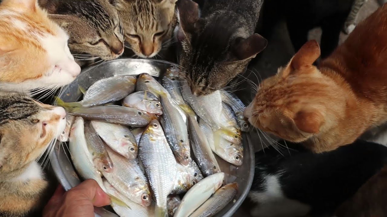 Raw feeding Cat, Hungry Cats eating raw fish, - YouTube
