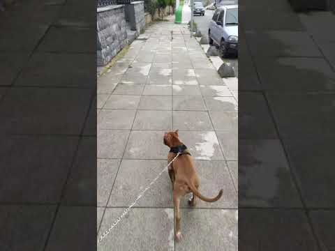 Pitbull bulut ile sabah yürüyüşü