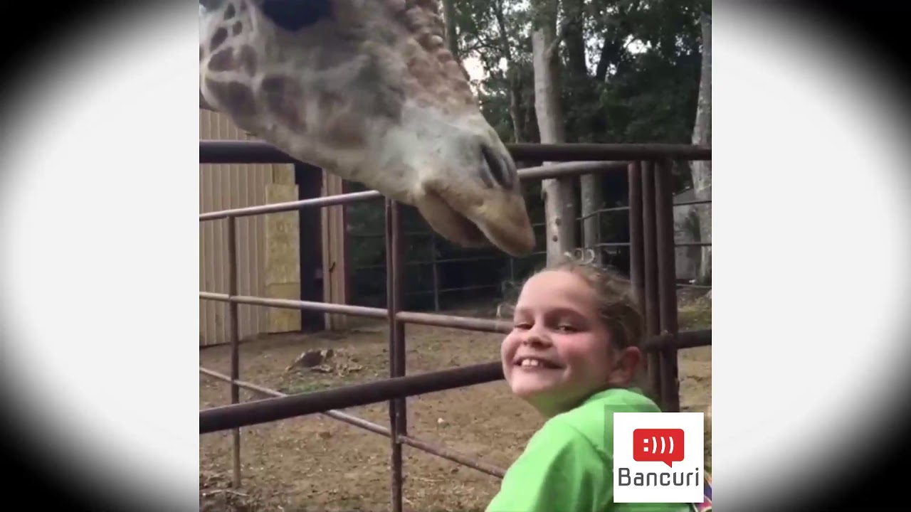 Faze tari, faze haioase, intamplari hazlii cu oameni si animale - Sa ...
