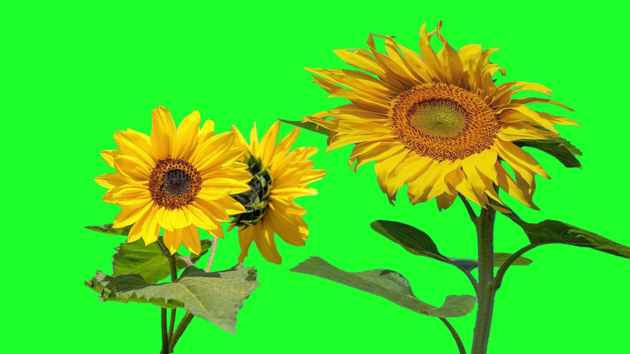 sunflower green screen video screen magic || green screen video ...