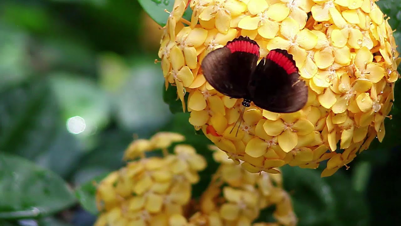 Promises of Restoration - YouTube