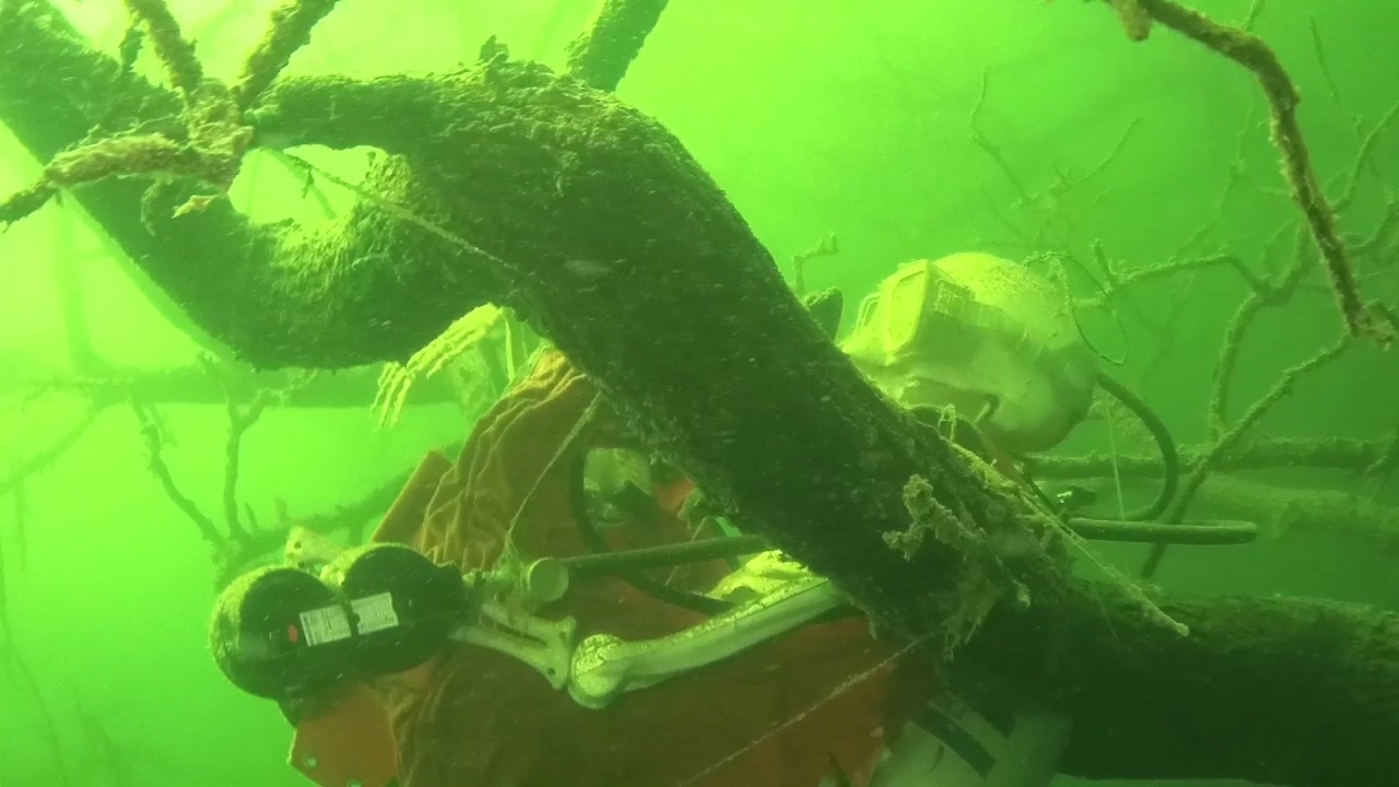 Wheeler Branch Park Underwater Tree - YouTube