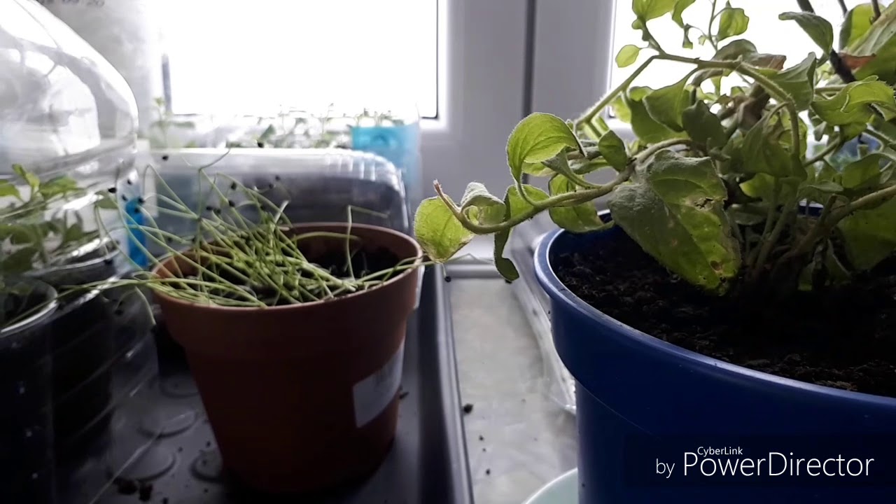 Still waiting for spring. - YouTube