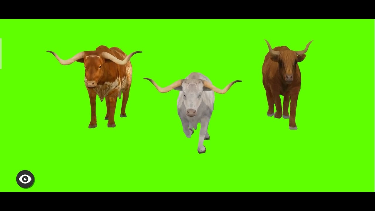 Running cow in green Screen | Cow Green screen video | Green screen ...
