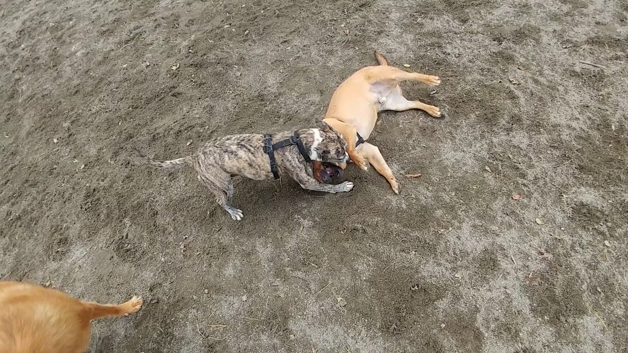 Rocky & Luna - YouTube