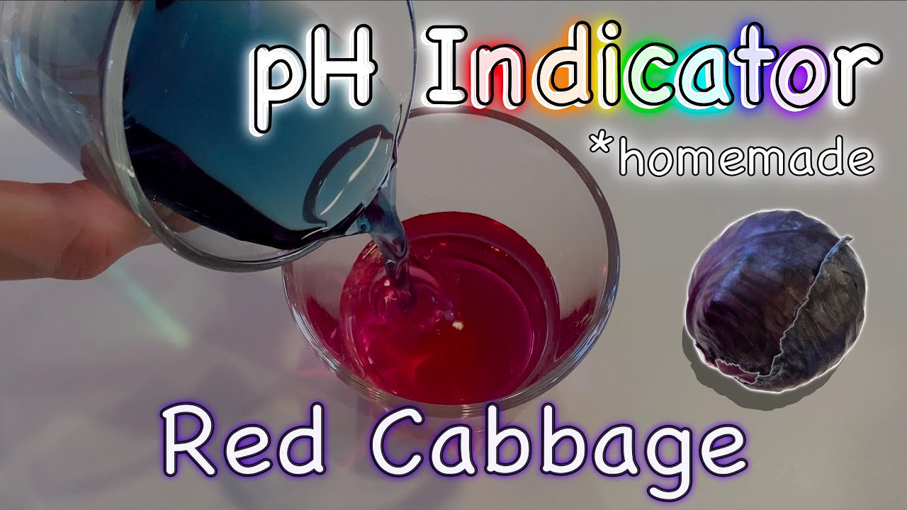 Make pH Indicator from Red Cabbage - YouTube
