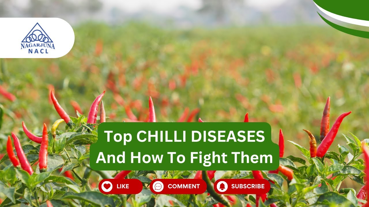 Protect Your Chilli Crop from Deadly Diseases | Prevent Pests & Boost ...
