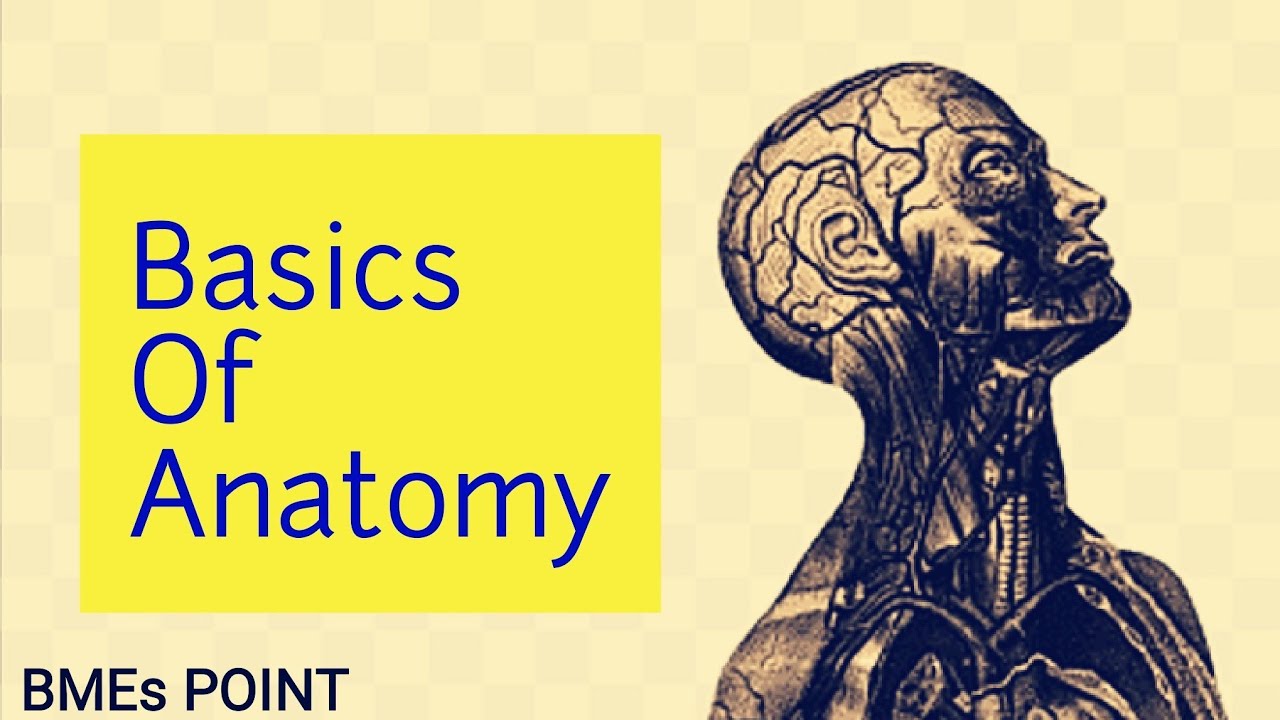 Basics of Anatomy. - YouTube