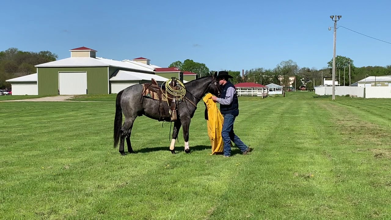 POCO BLUE KROS "Casino" 2017 Blue Roan Stallion - YouTube