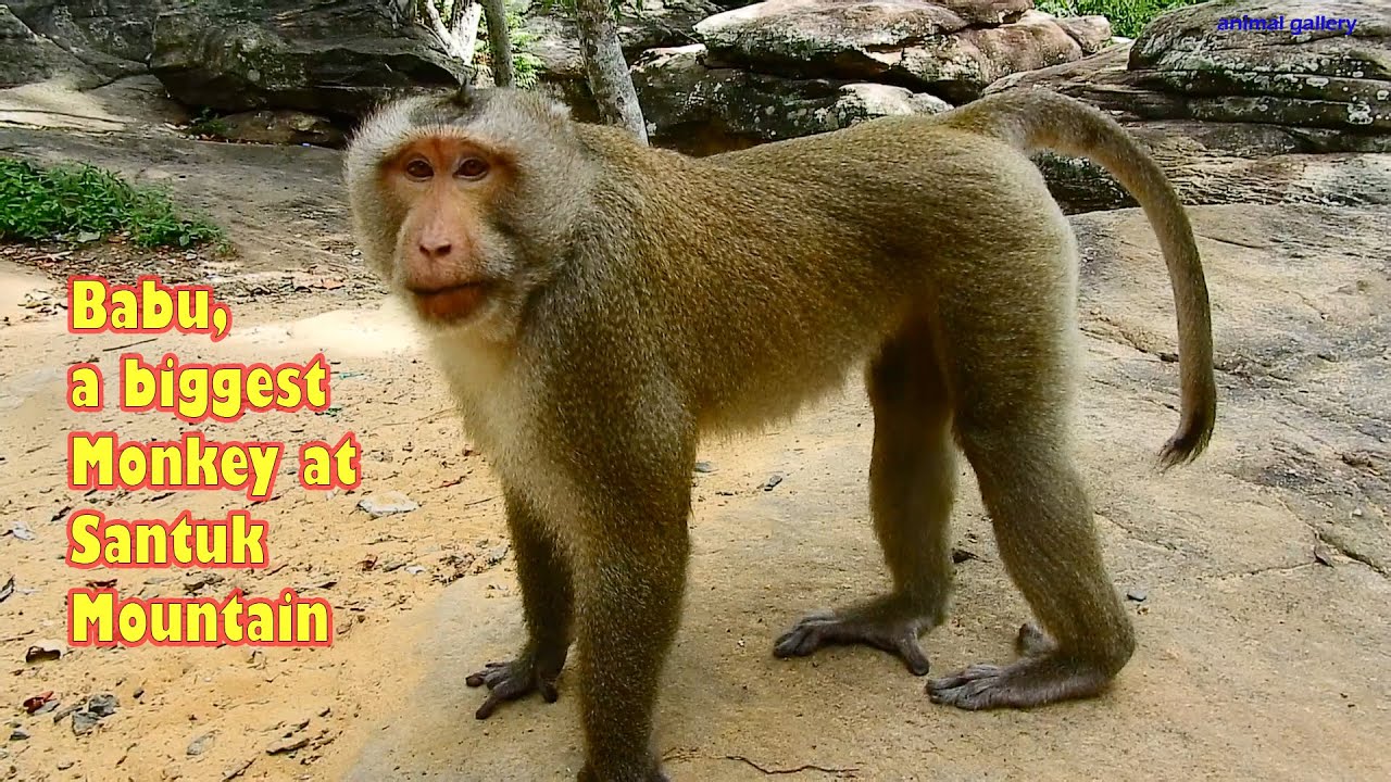 Monkey Babu, a biggest male monkey in Santuk mountain,Sibling if monkey ...