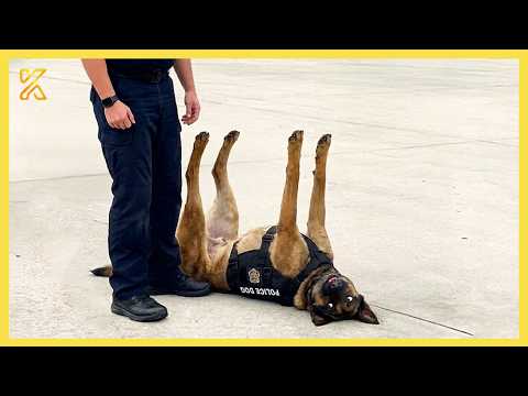 You Think Belgian Malinois Are Always Serious... Until These Silly Moments! 😂 Funny BELGIAN MALINOIS