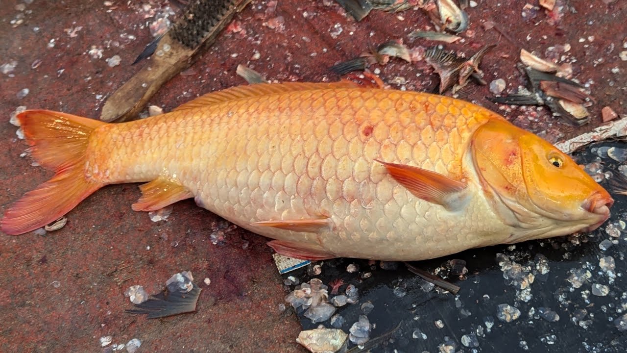 😱😱 I Never Seen || Giant Carp Fish Cutting Live In Fish Market | Big ...