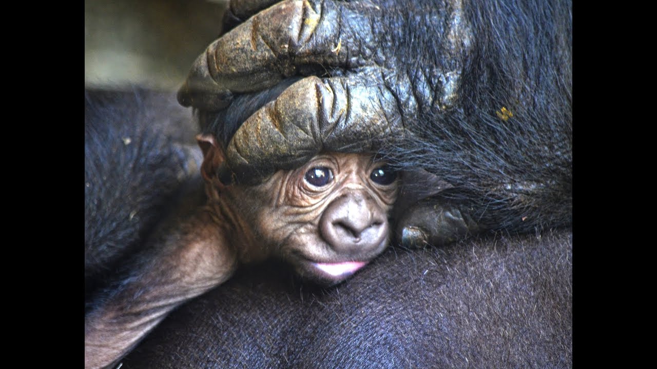 El nuevo bebé gorila nacido en BIOPARC Valencia es un macho y se llama ...