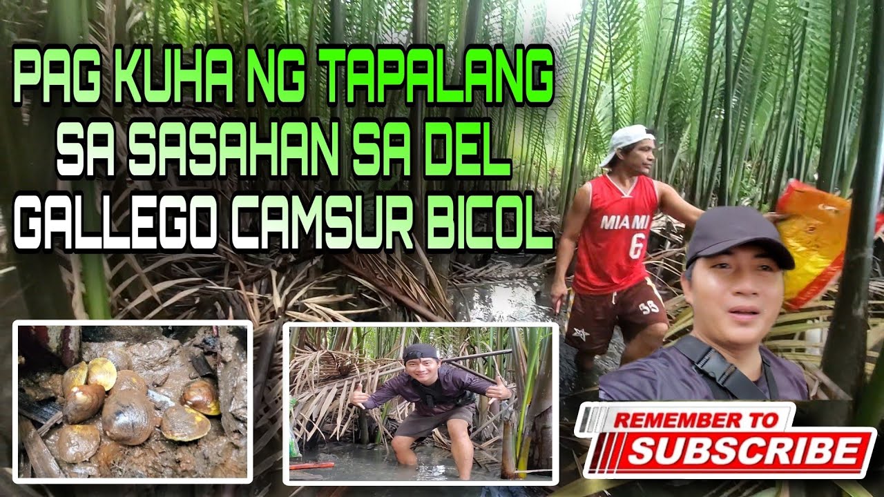 PANO KUMUHA NG TAPALANG SA SASAHAN @ DEL GALLEGO CAMARINES SUR BICOL ...