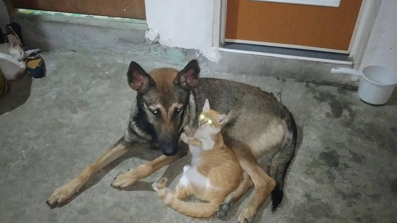 Belgian malinois and my cat best moment - YouTube