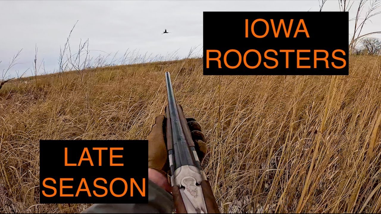 Iowa Pheasant Hunting | Last Hunt Of The Season ( Pudlepointer ) - YouTube