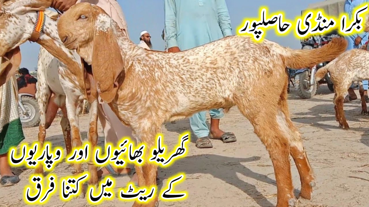 Hasilpur bakra mandi fresh update makhi cheene bakro k rate گھریلو بھائیو اور وپاریوں کے ریٹ میں ...