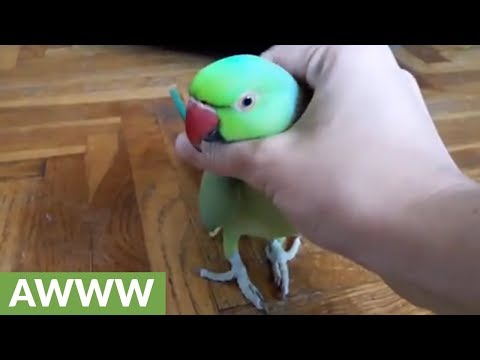 Talking parrot repeatedly asks for kisses