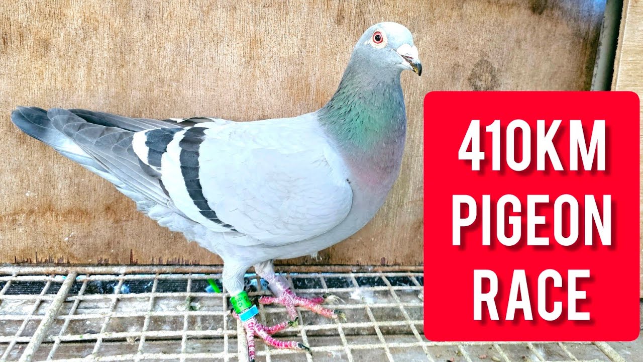 VERY FAST Racing Pigeon Arrivals from 400km - YouTube