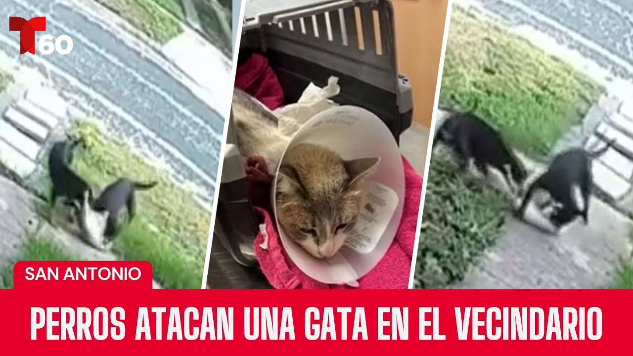 Perros atacan una gata en vecindario de San Antonio | Noticias 60 ...