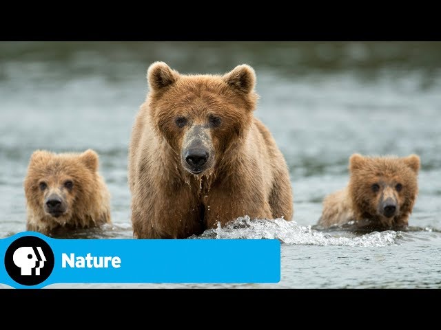 Nature Bears