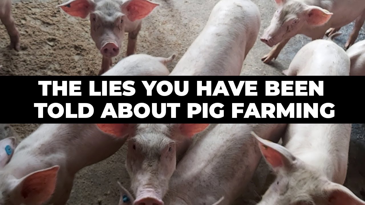 The Lies You Have Been Told About Pig Farming Business - YouTube