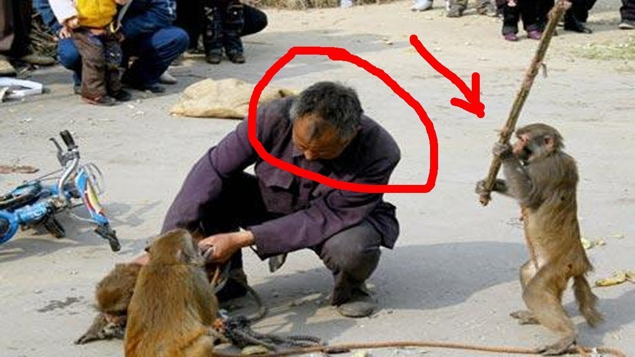 Monkey Show___A BOSS Monkey and he will kill his master - YouTube
