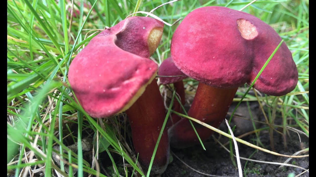 Identifying the Ruby Bolete, Hortiboletus rubellus - YouTube