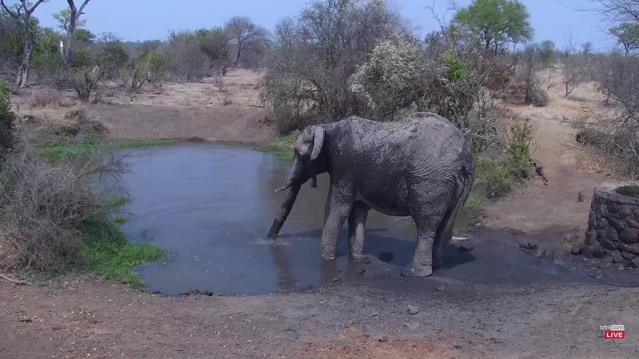 An old elephant does everything thoughtfully. Naledi Dam: Oct 7 2022 ...