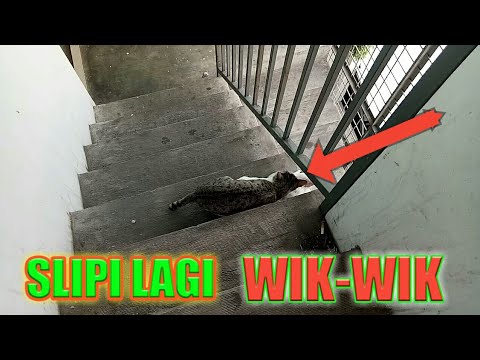 MERGOKIN SLIPI LAGI WIK-WIK || KUCING KAWIN