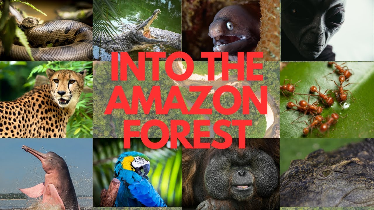 Amazon Rainforest- Biggest and Dangerous Jungle on Earth. - YouTube