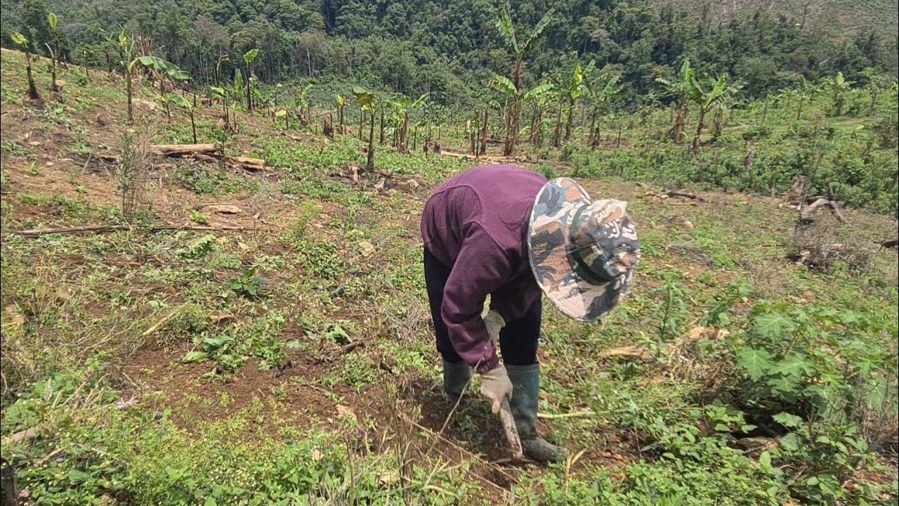 Hnub no mus teb saib pob kws nawb 15 /4/2025 - YouTube