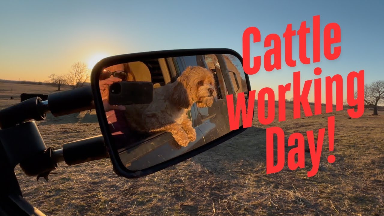 Working cattle | Farm Dog - YouTube
